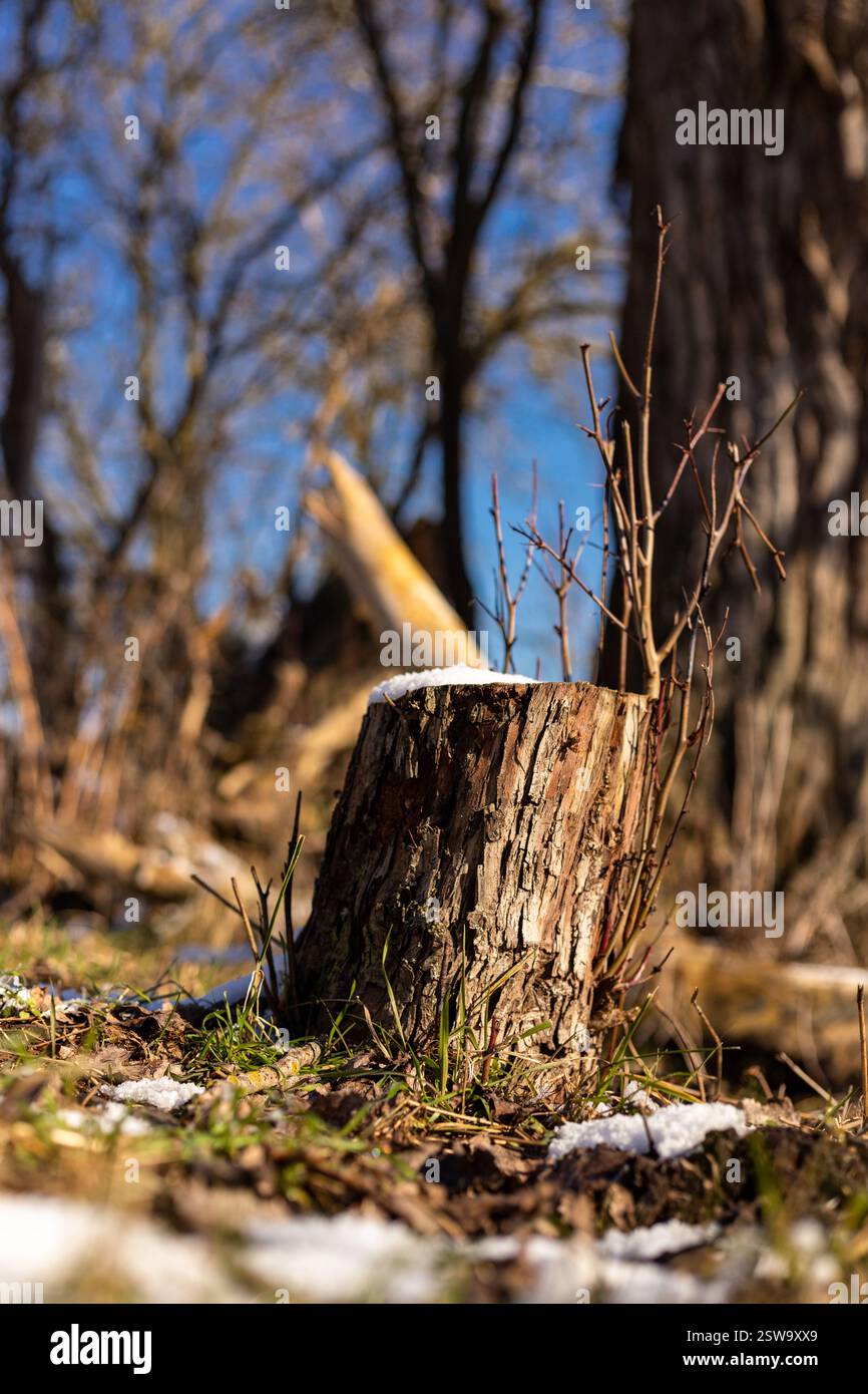 Stump. Early spring. Remnants of snow on the ground. Nature's Awakening ...