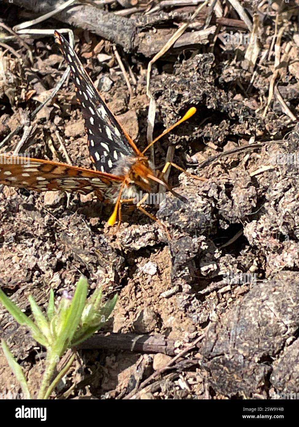 Snowberry Checkerspot (Euphydryas colon), Insecta, Anatone, WA, US ...