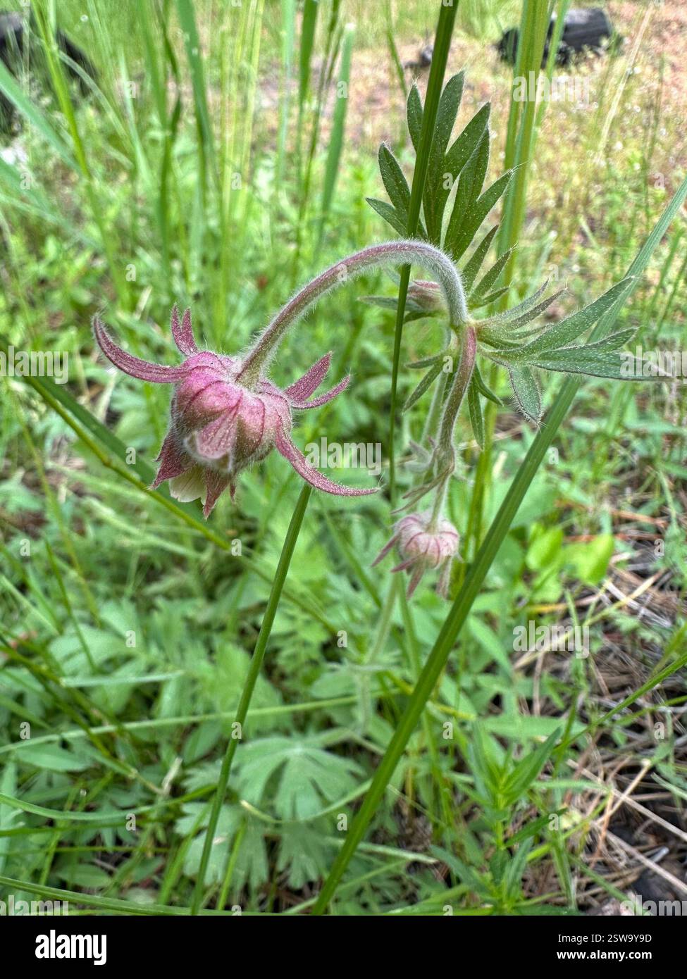 prairie smoke (Geum triflorum), Plantae, Fremont-Winema National ...