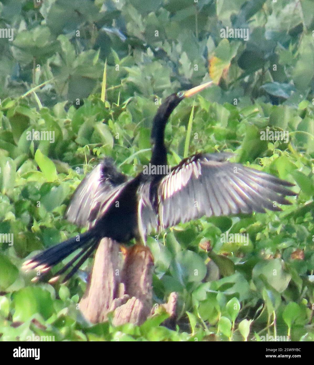 Anhinga (Anhinga anhinga), Aves, Gatun Lake, Colon, PA, Anhinga ...