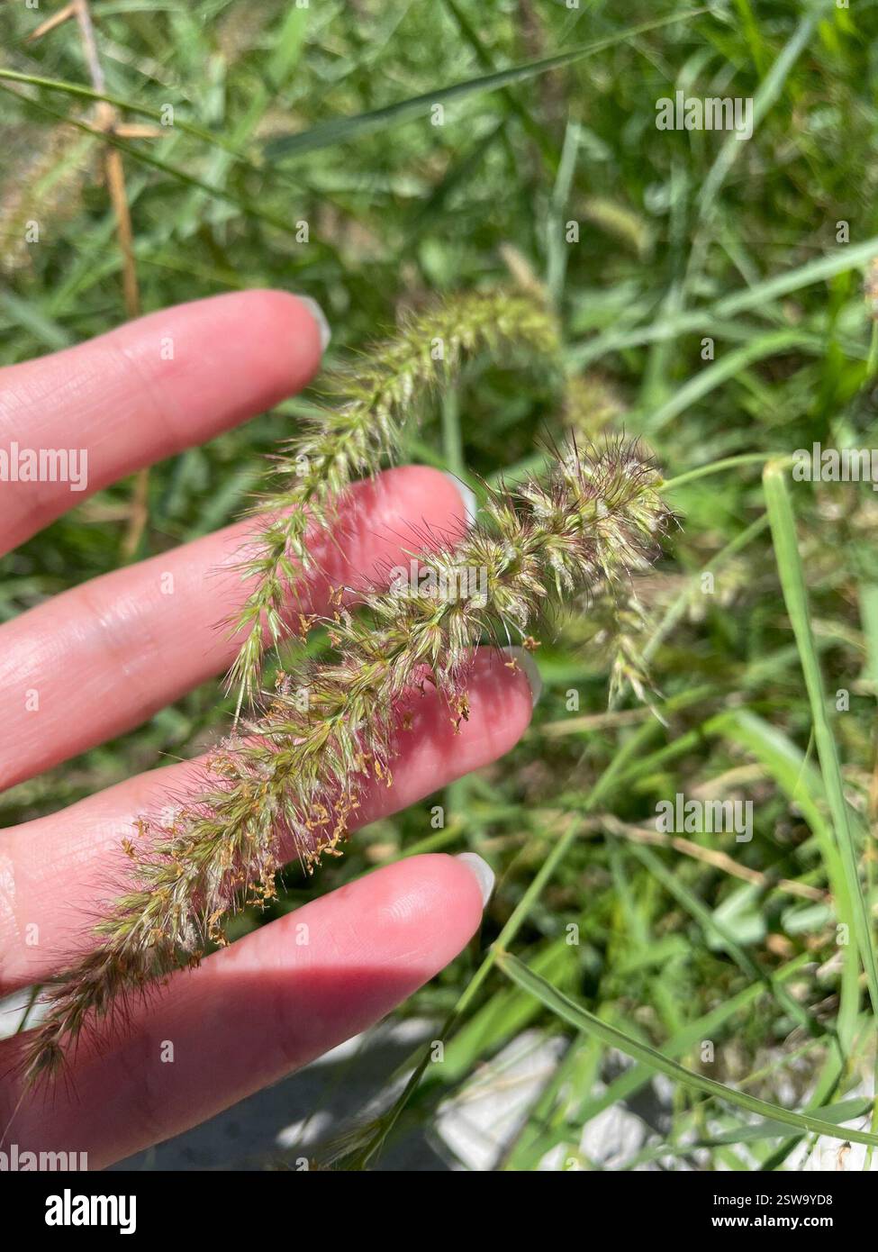 buffelgrass (Cenchrus ciliaris), Plantae, Hawaii County, HI, USA Stock ...
