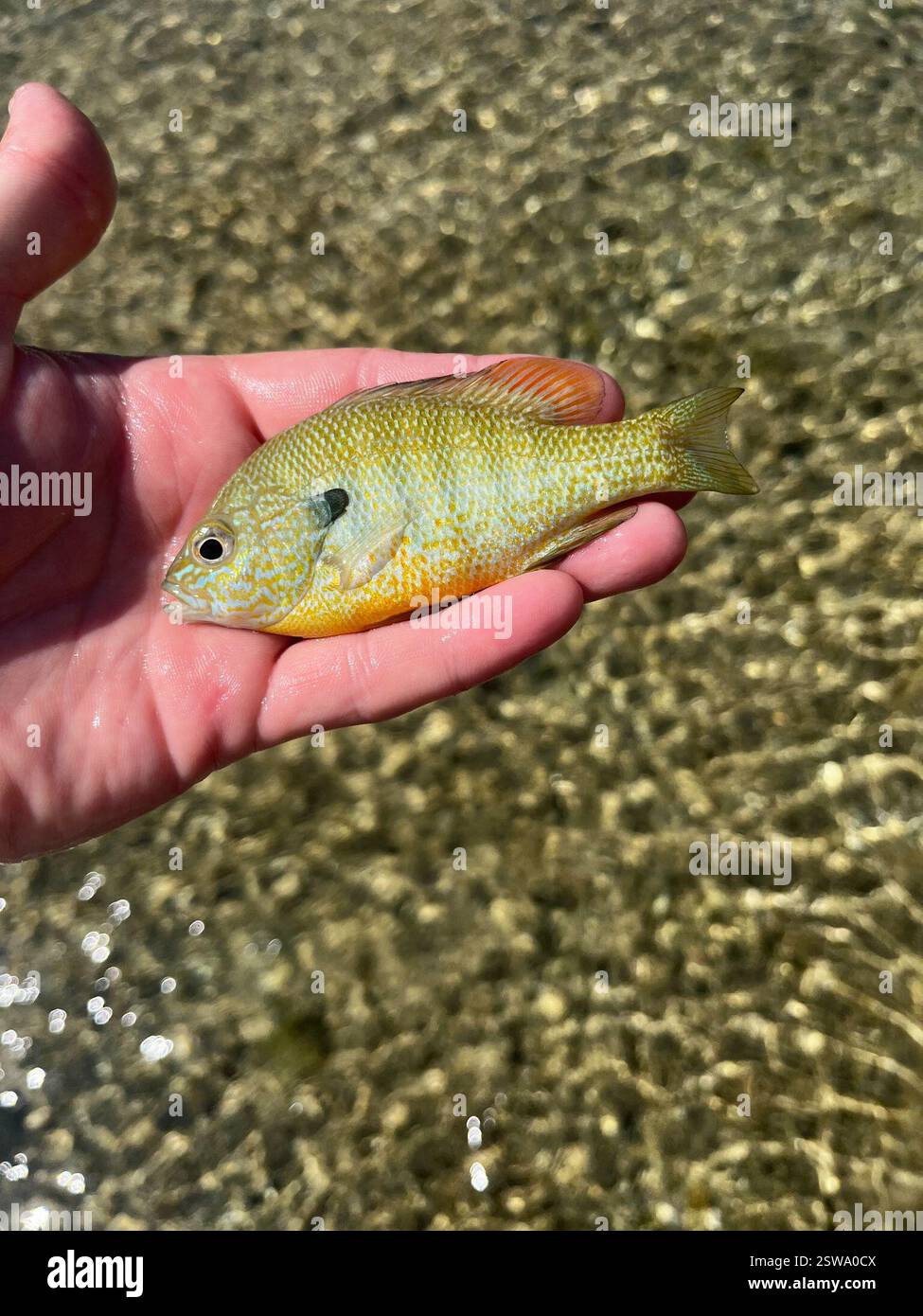 Plains Longear Sunfish (Lepomis aquilensis), Actinopterygii, Nueces ...