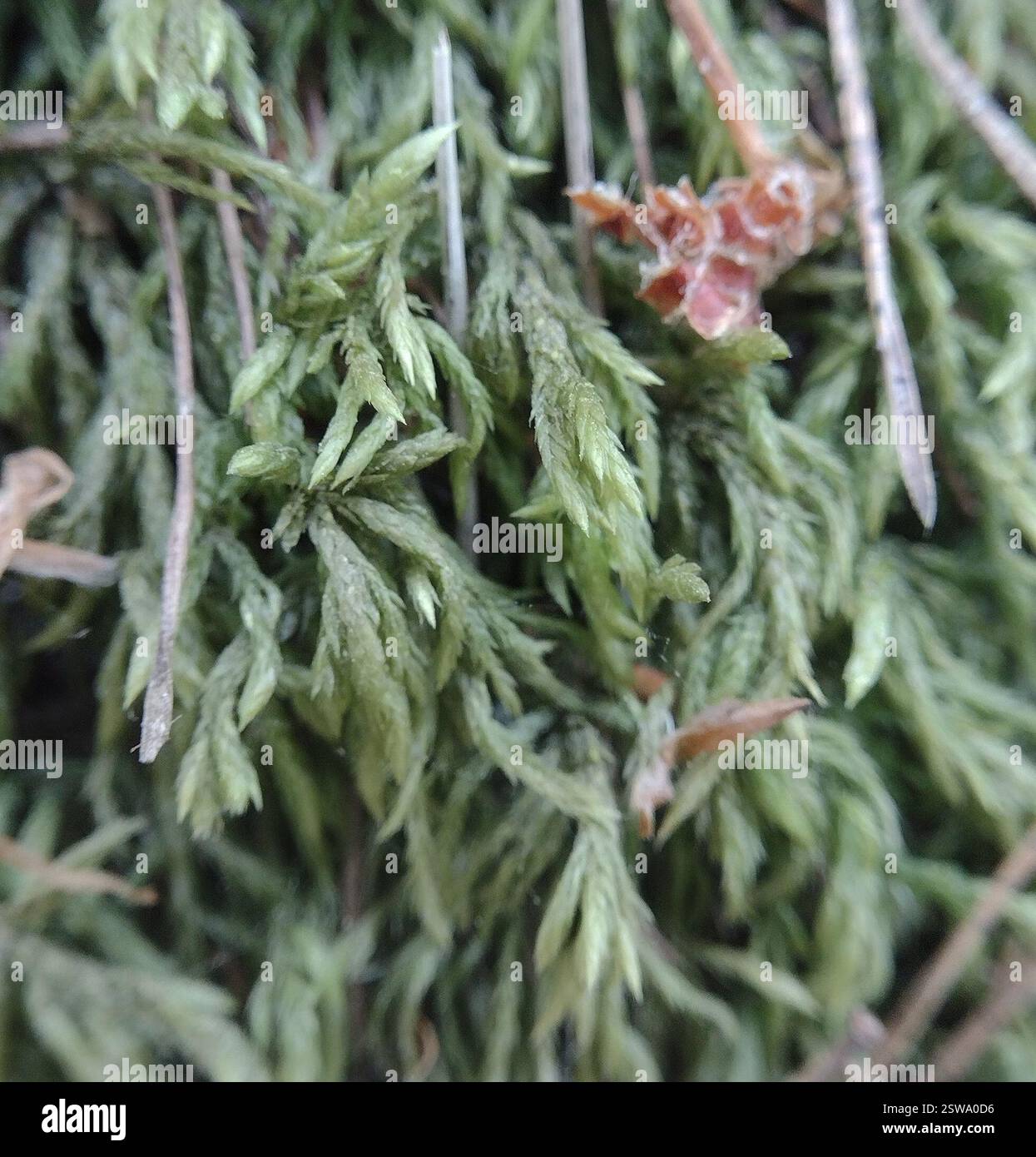 Larger Mouse-tail Moss (Isothecium alopecuroides), Plantae, Powiat ...