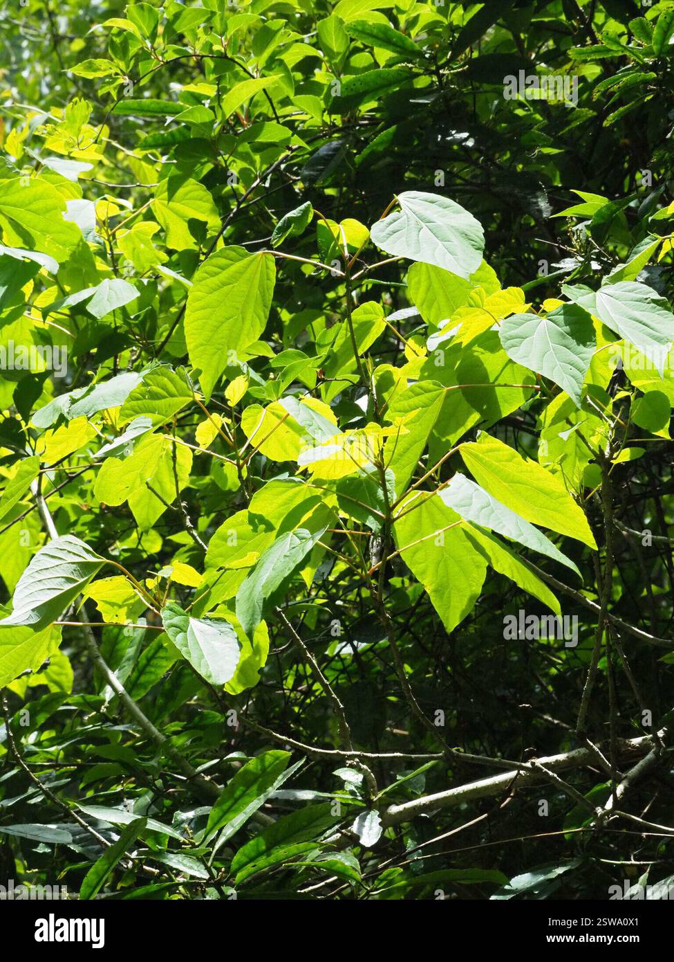 Wonder tree (Idesia polycarpa), Plantae, 台灣桃園市 Stock Photo - Alamy