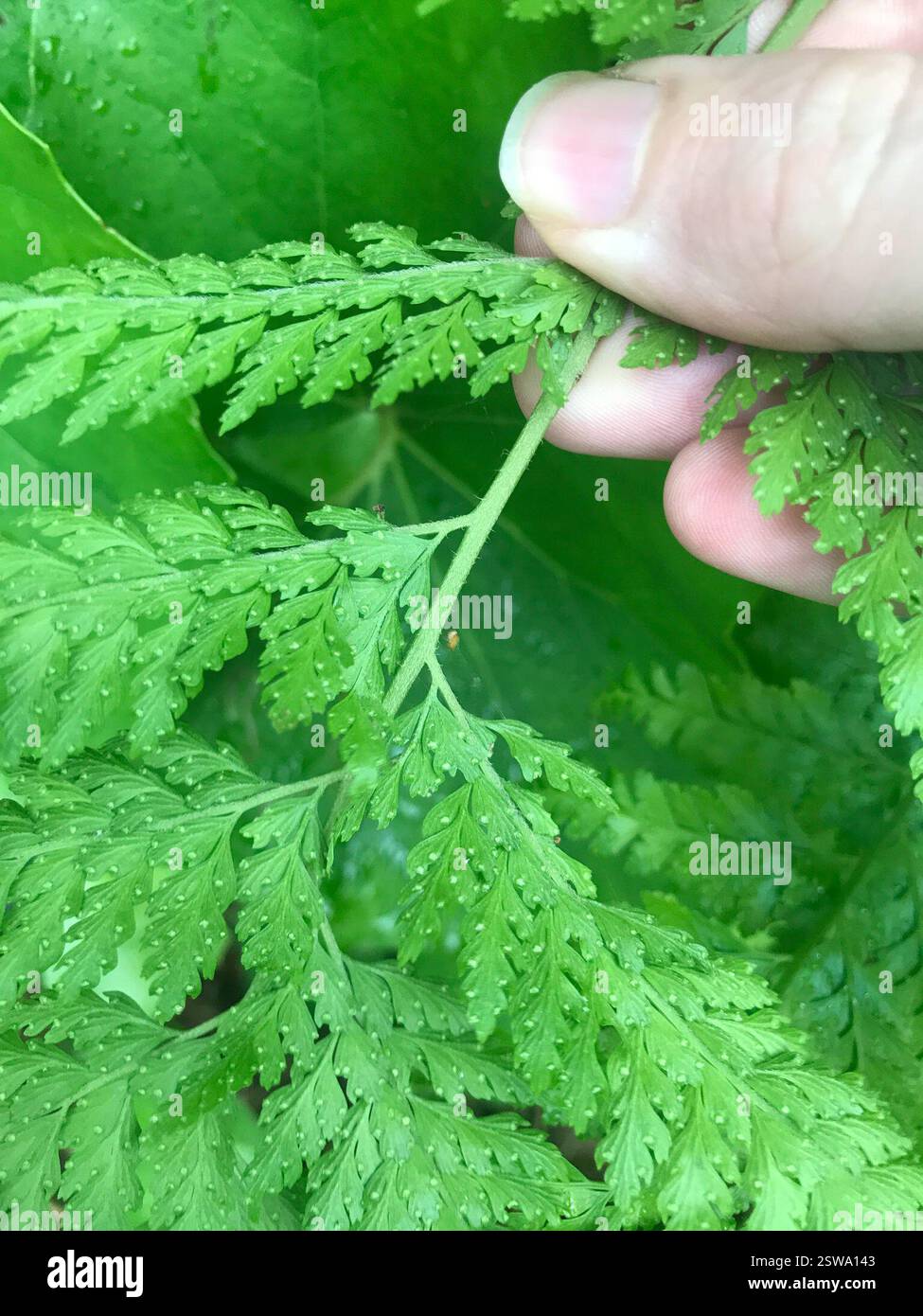hay-scented fern (Microlepia strigosa), Plantae, Satochosato ...