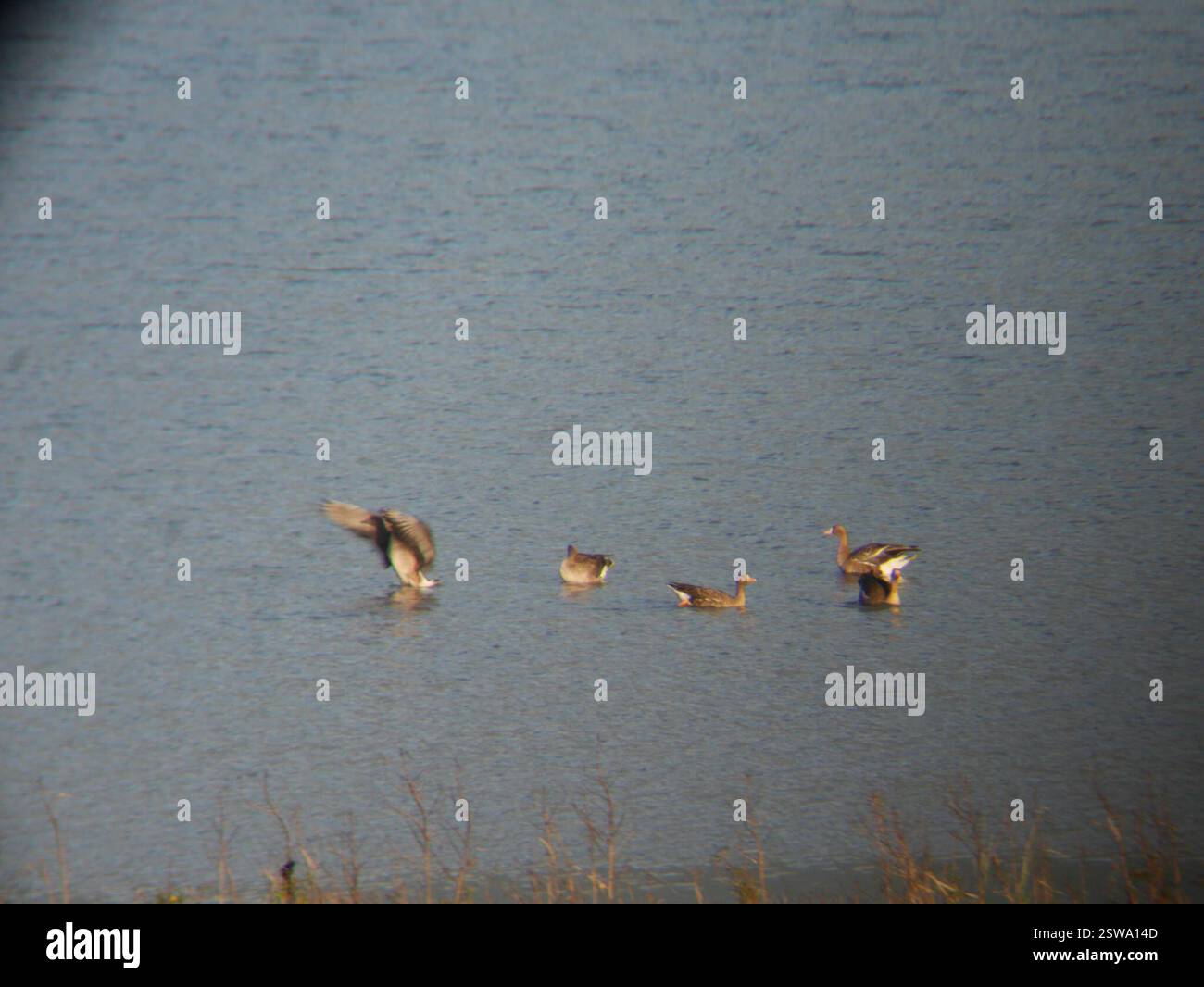 Eurasian White-fronted Goose (Anser albifrons albifrons), Aves, 台灣花蓮縣 ...