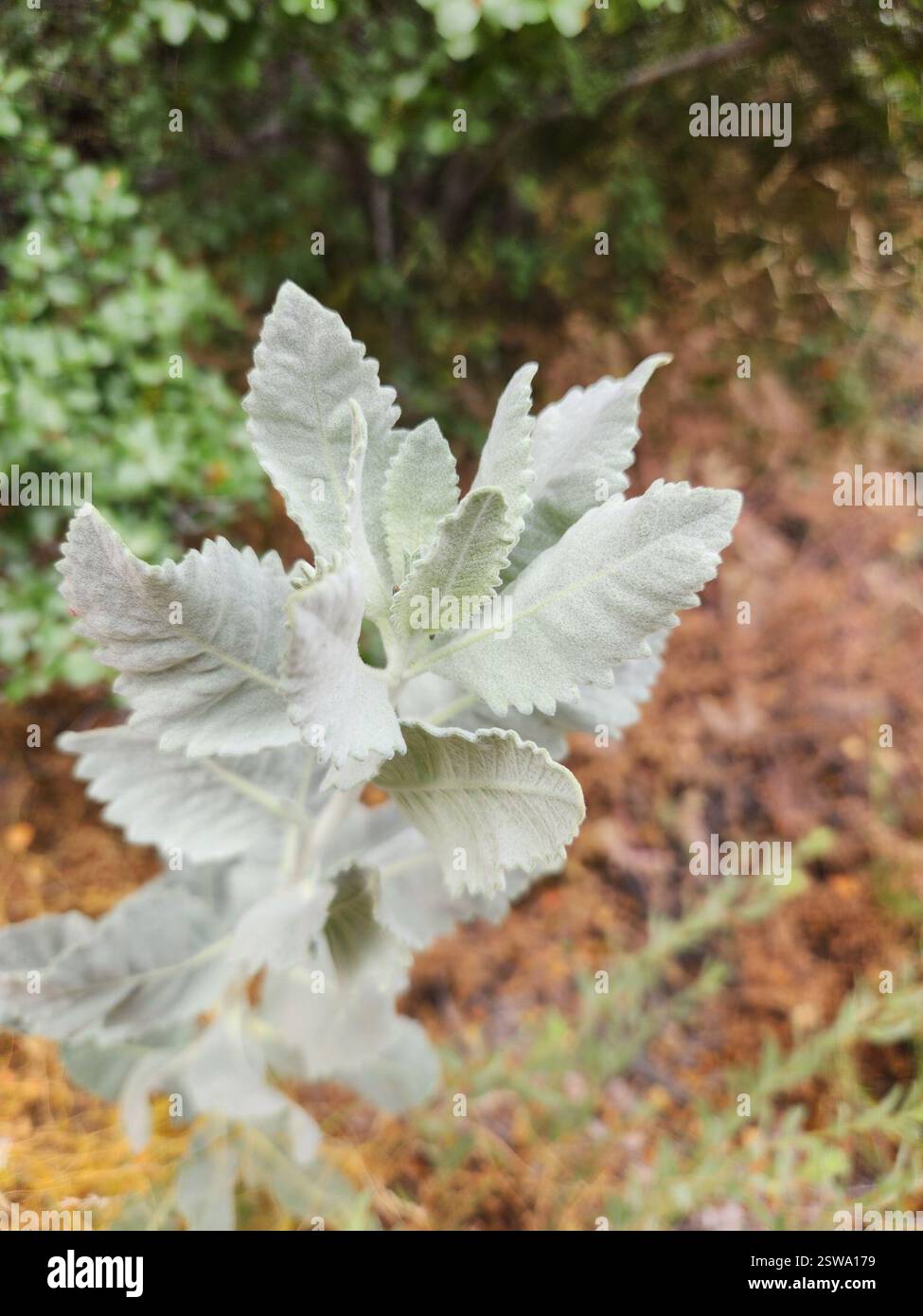 Woolly Yerba Santa (Eriodictyon tomentosum), Plantae, Pinnacles ...