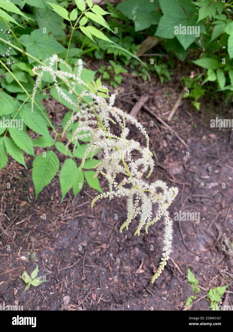 Goatsbeard (Aruncus dioicus), Plantae, Davie Teapot Rd, Fraser-Fort ...