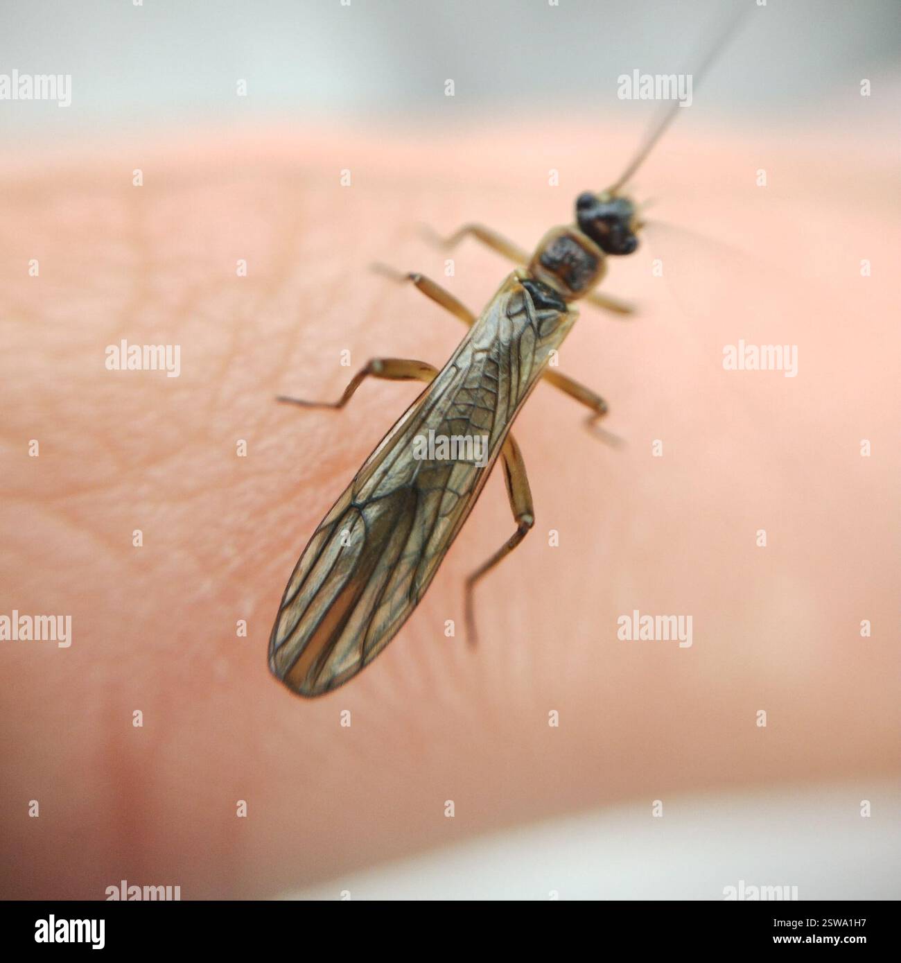 Forestflies (Nemouridae), Insecta, Kosanin dol, Pancharevo, Bulgaria ...