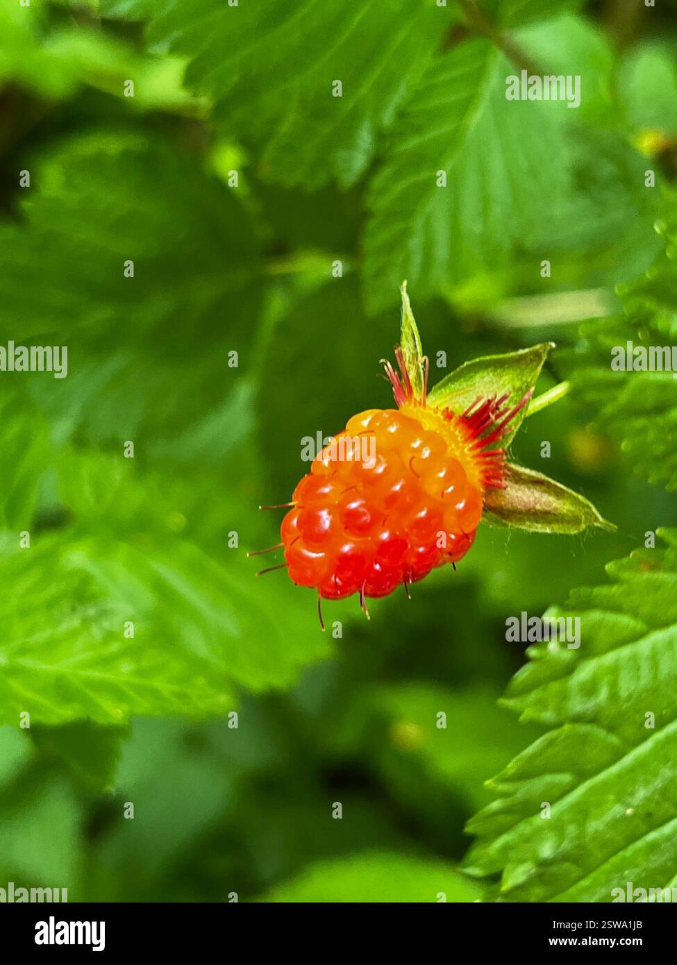 Salmonberry (Rubus spectabilis), Plantae, Lynn Canyon Park, North ...