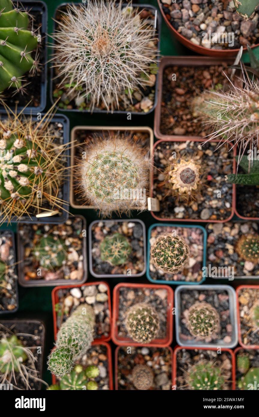A diverse collection of potted cacti displayed in a garden nursery Stock Photo - Alamy