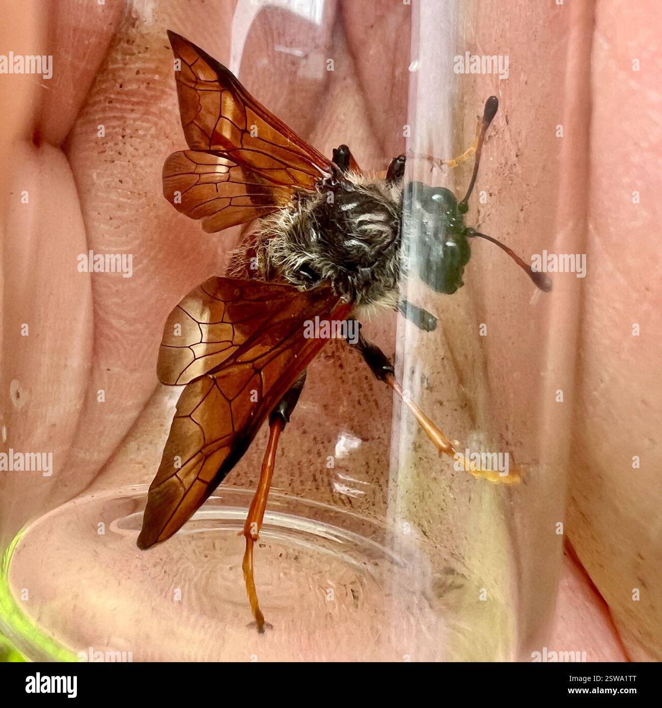 Giant Birch Sawfly (Trichiosoma triangulum), Insecta, Woodstock, VT, US ...