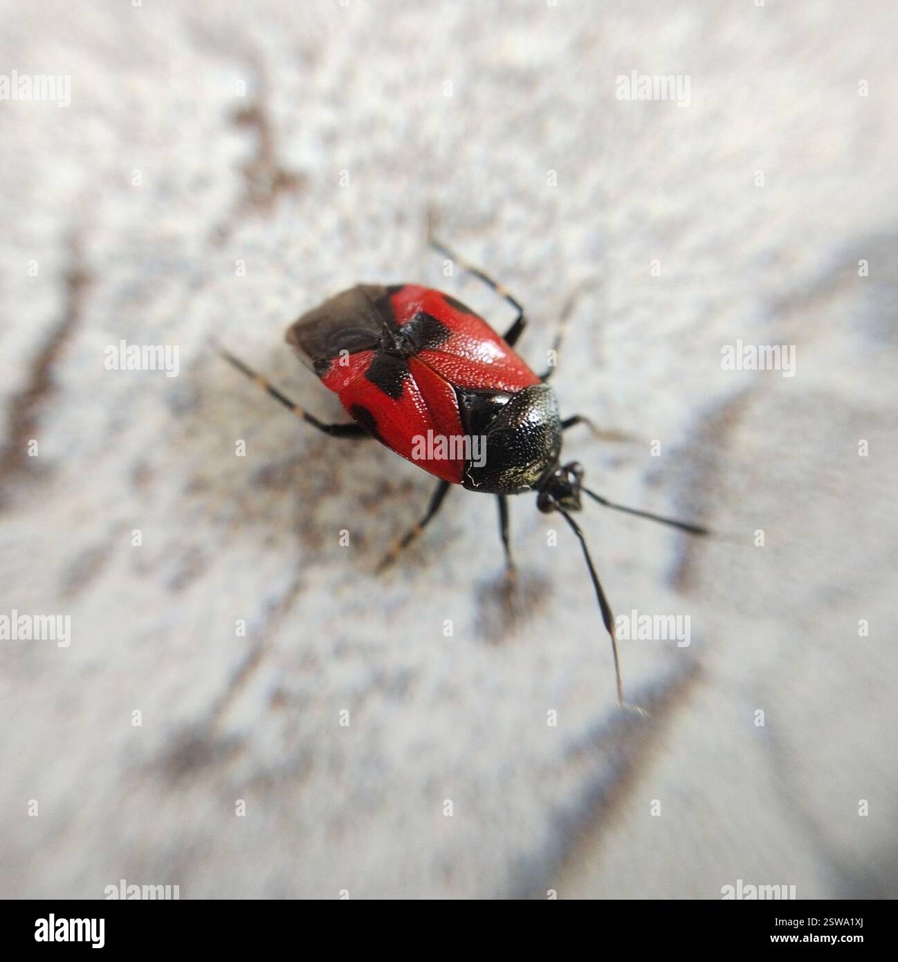 (Deraeocoris rutilus), Insecta, Kosanin dol, Pancharevo, Bulgaria Stock ...