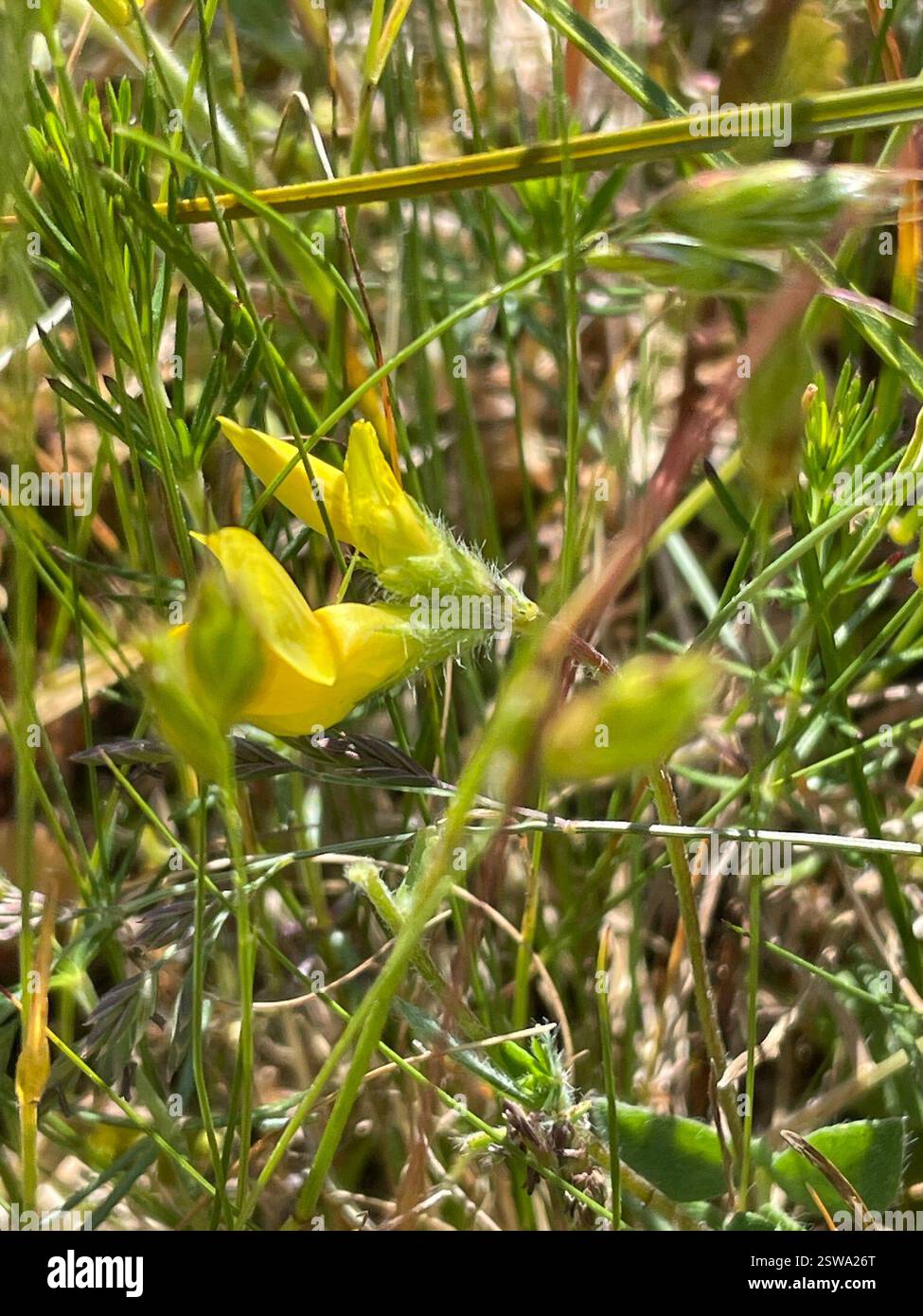 (Faboideae), Plantae, Meijendel and Berkheide, Wassenaar, South Holland ...