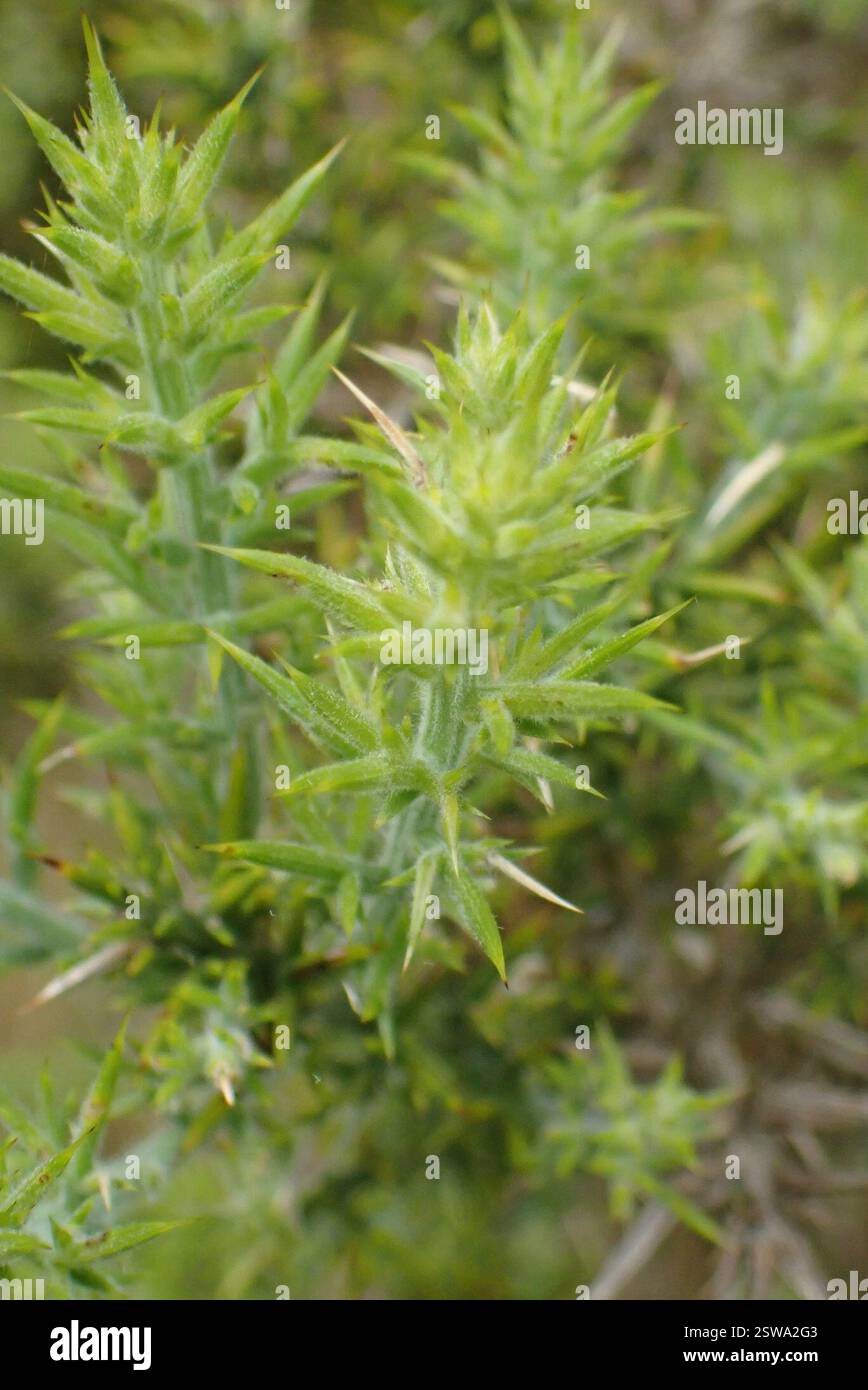 gorse (Ulex europaeus), Plantae, Portsmouth, UK, Paulsgrove Chalk Pit ...