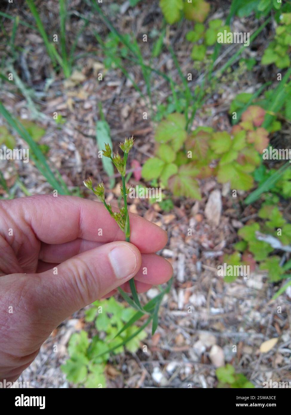 irisleaf rush (Juncus xiphioides), Plantae, Berkeley, CA 94708, USA ...