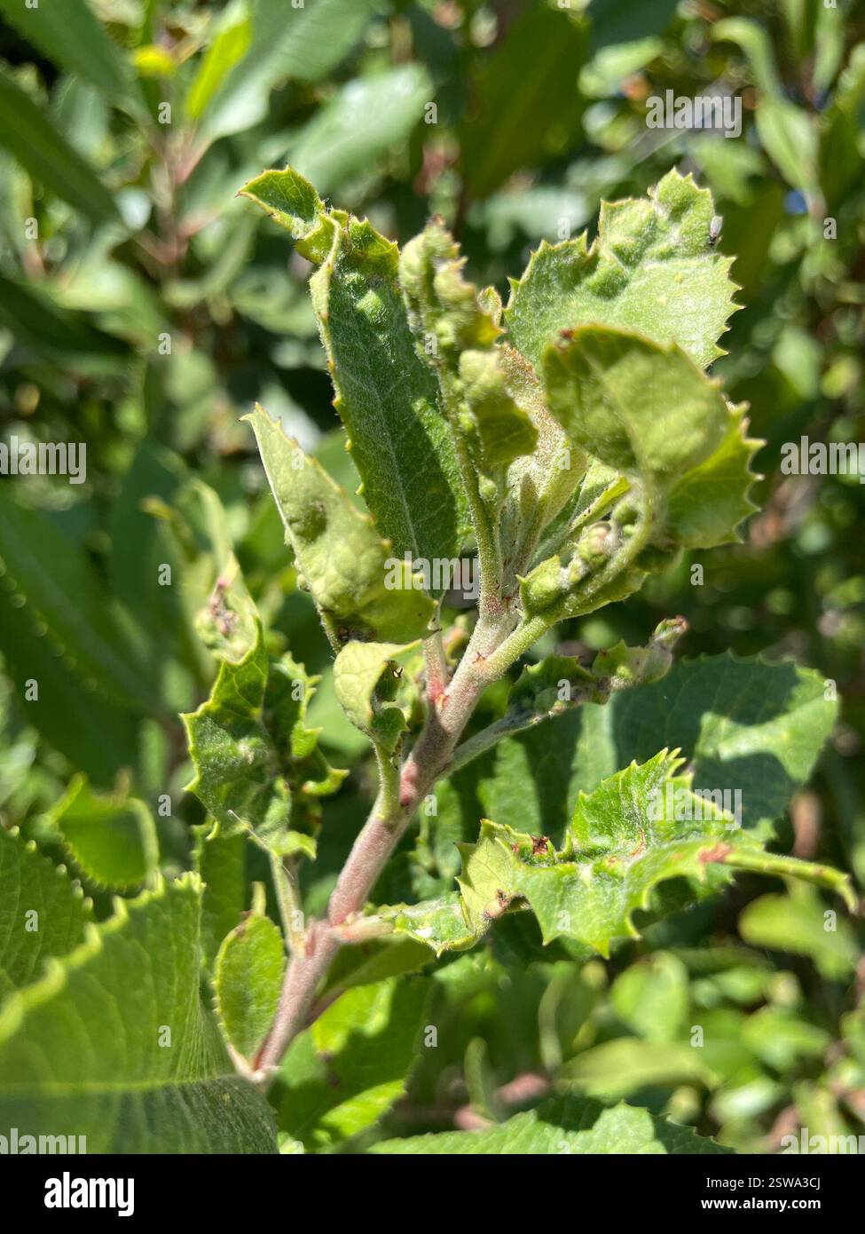 toyon gall thrips (Liothrips ilex), Insecta, East San Jose, San Jose ...