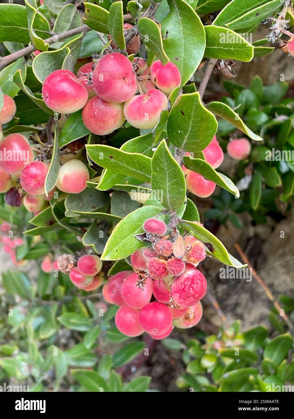 woollyleaf manzanita (Arctostaphylos tomentosa), Plantae, Fort Ord ...