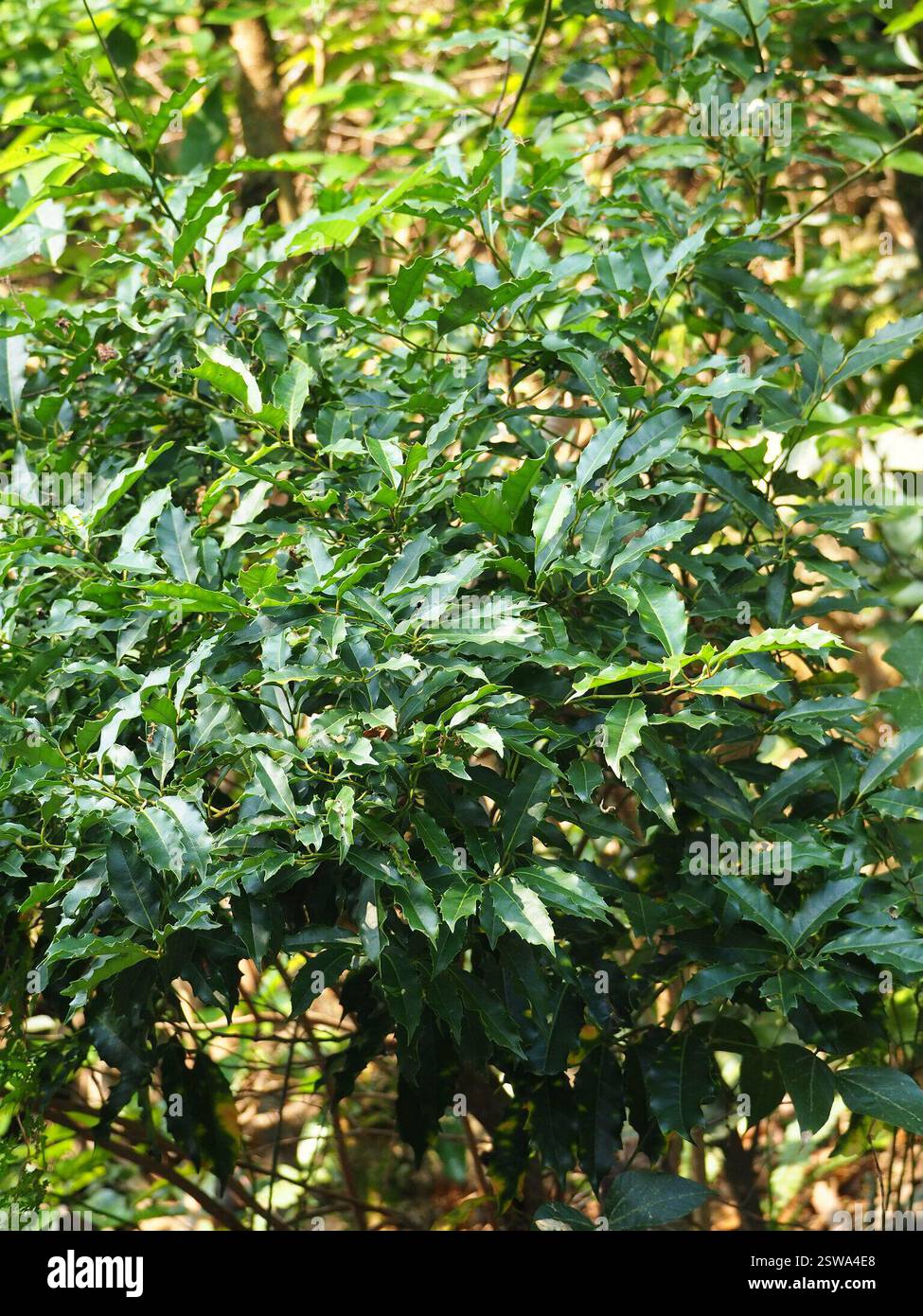 Formosan Sweetspire (Itea oldhamii), Plantae, 台灣台北 Stock Photo - Alamy