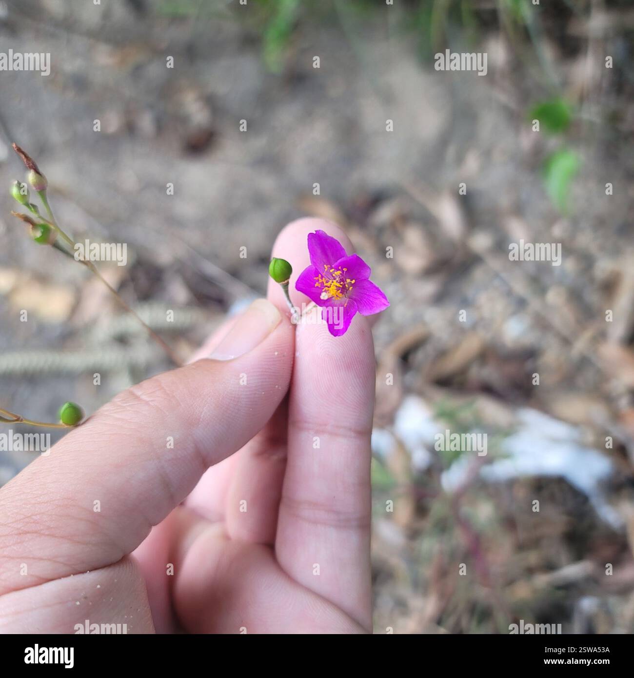Menges' fameflower (Phemeranthus mengesii), Plantae, Alabama, US, Wasn ...