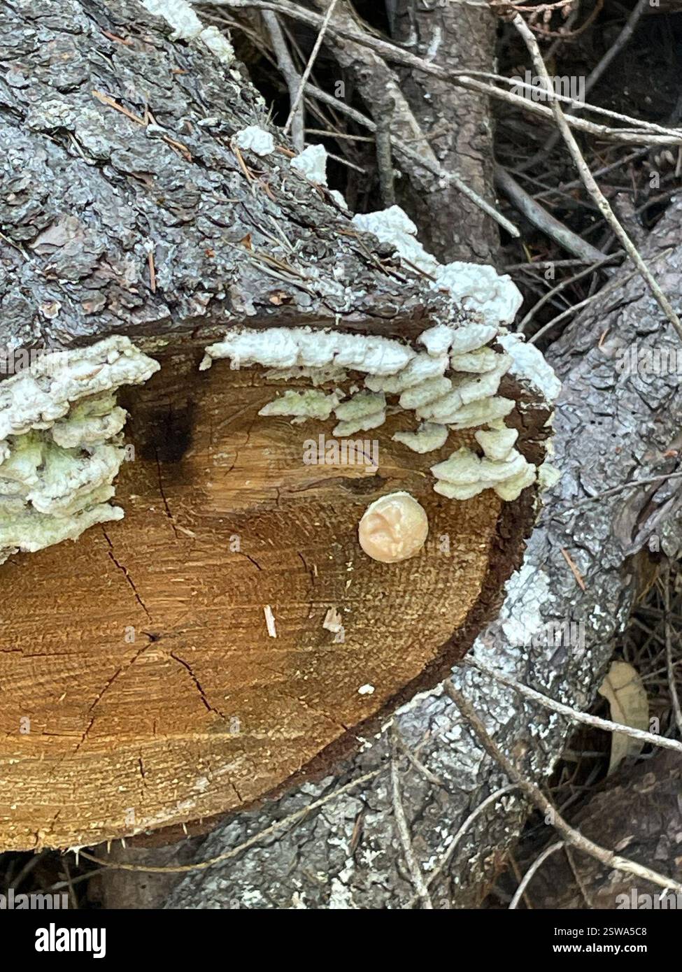 False Puffball (Reticularia lycoperdon), Protozoa, Henry Cowell ...