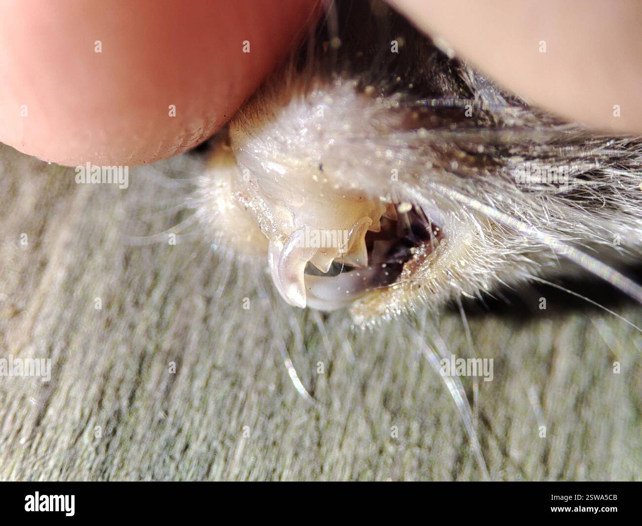 Eastern Lesser White-toothed Shrew (Crocidura suaveolens), Mammalia ...