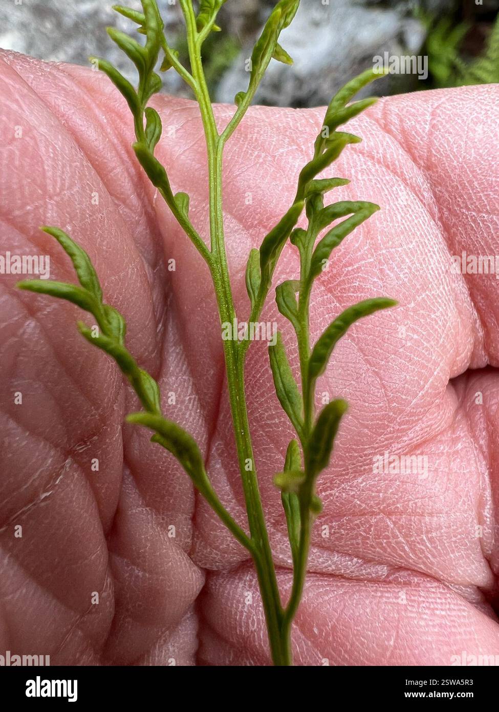 American parsley fern (Cryptogramma acrostichoides), Plantae, King ...