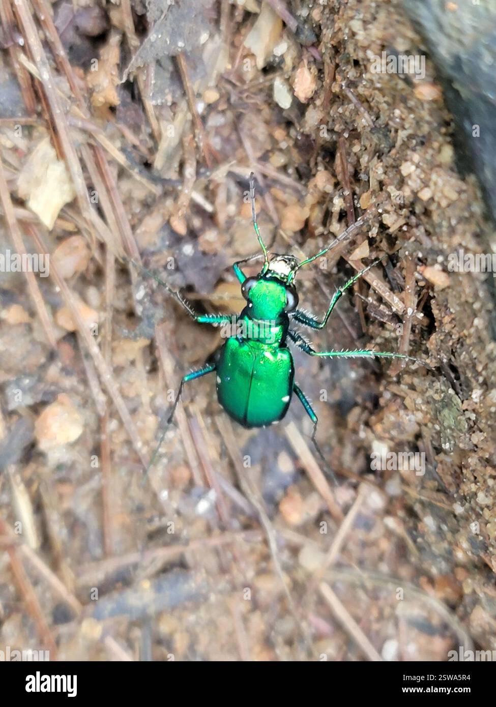 Six-spotted Tiger Beetle (Cicindela sexguttata), Insecta, Suches, GA ...