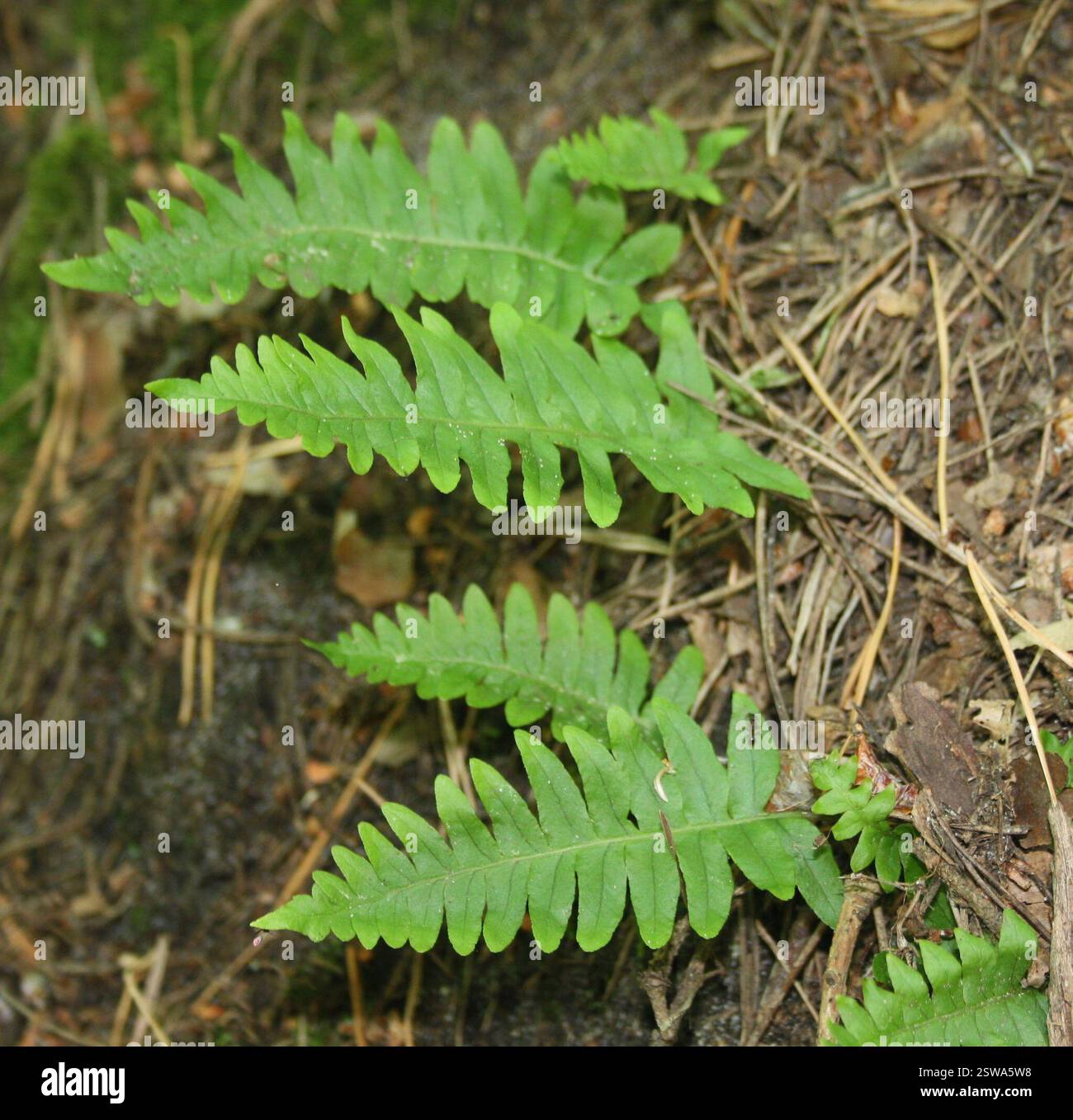 common polypody (Polypodium vulgare), Plantae, Powiat nowodworski ...