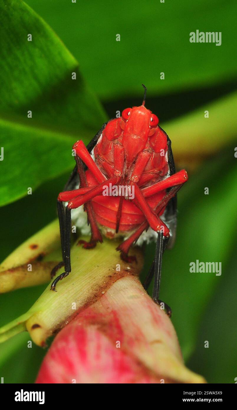 (Kalidasa albiflos), Insecta, Kakkulissery, Kerala, India Stock Photo ...