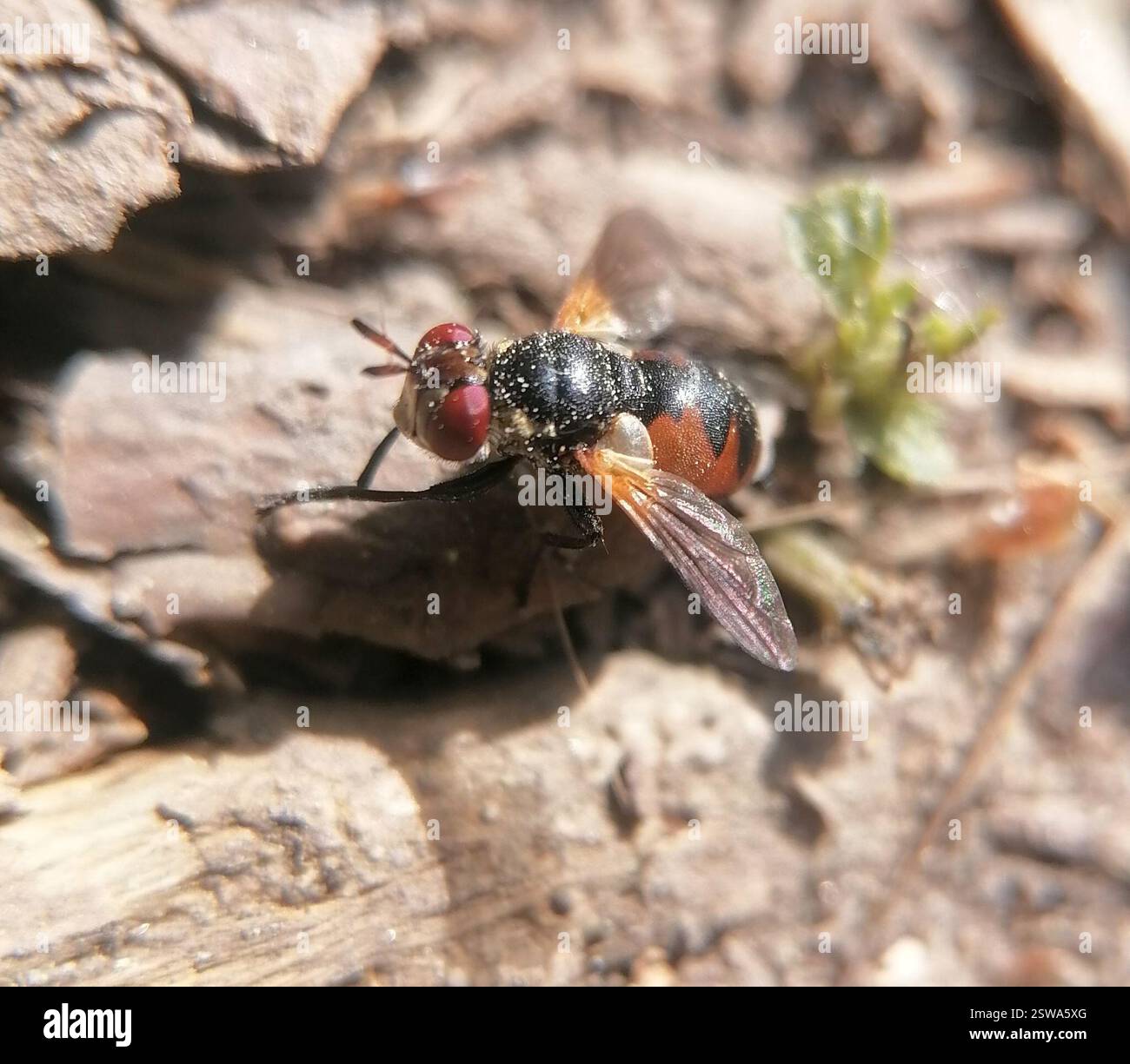 Ladybird Fly (Gymnosoma rotundatum), Insecta, Россия Stock Photo - Alamy