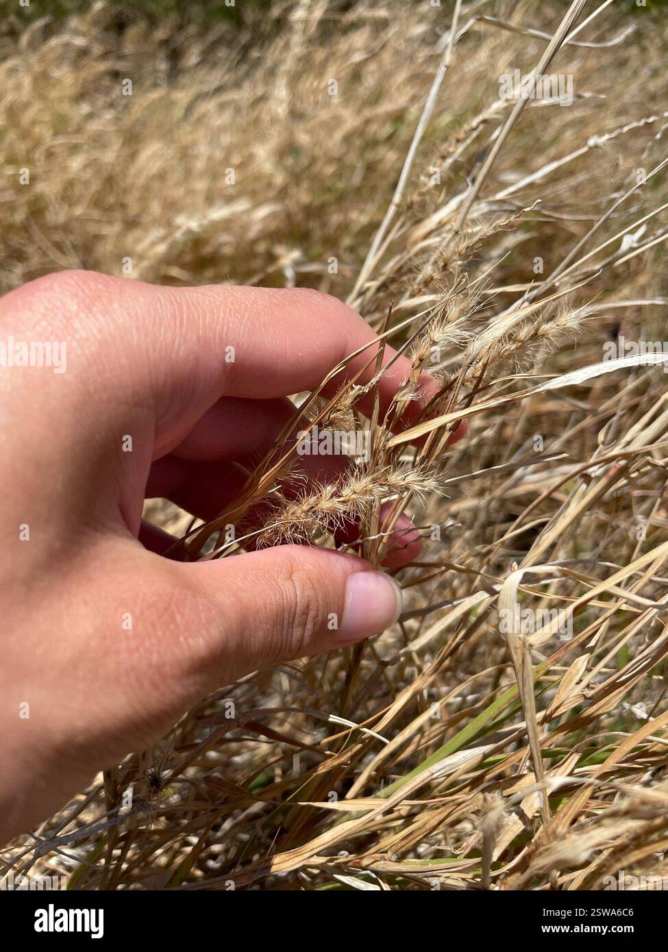 buffelgrass (Cenchrus ciliaris), Plantae, Hawaii County, HI, USA Stock ...