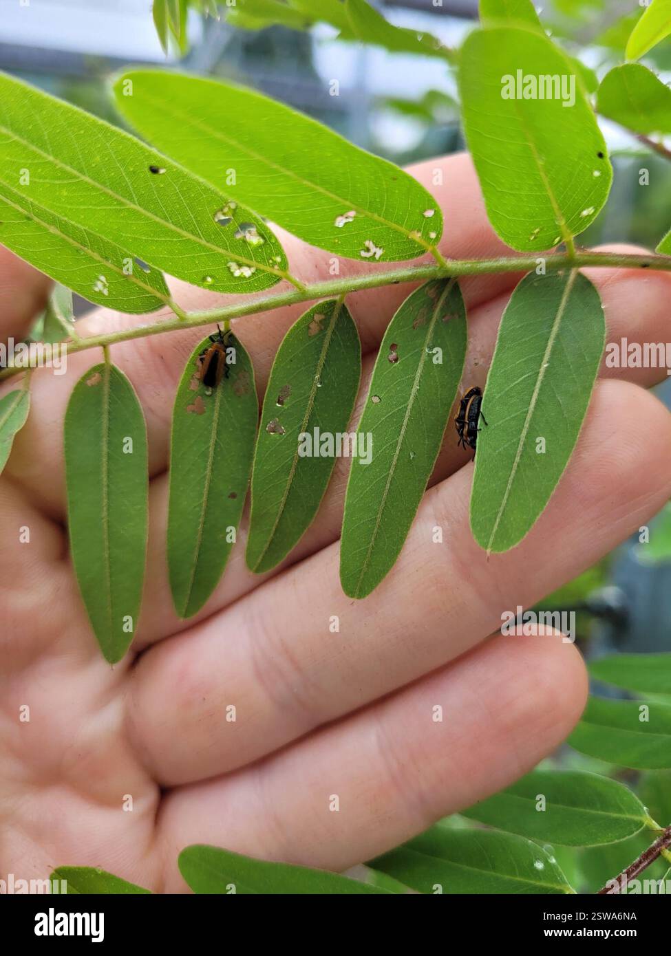 Locust Leafminer (Odontota dorsalis), Insecta, Ohio, US, Amorpha ...
