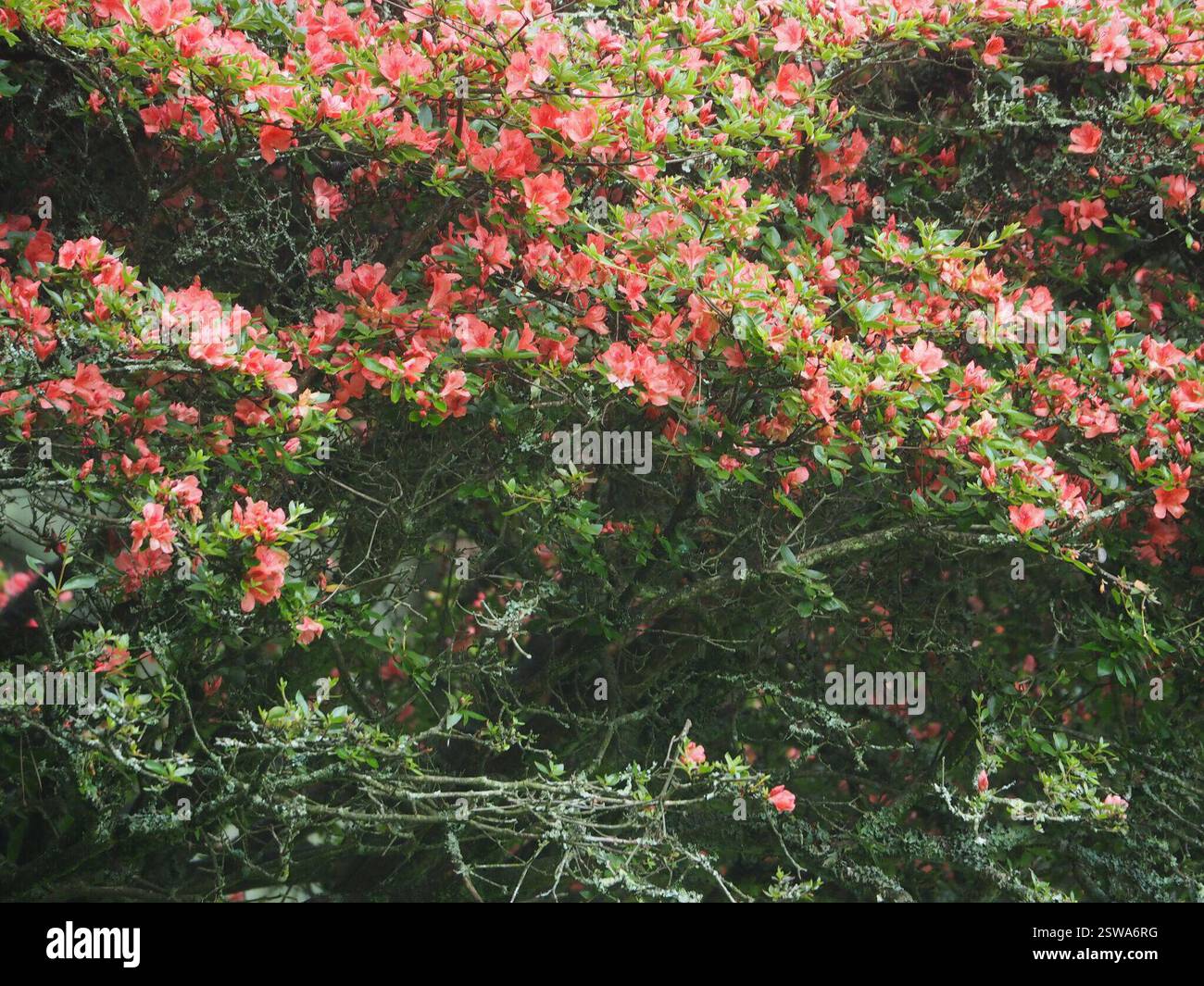 torch azalea (Rhododendron kaempferi), Plantae, Kankakedori, Shodoshima ...