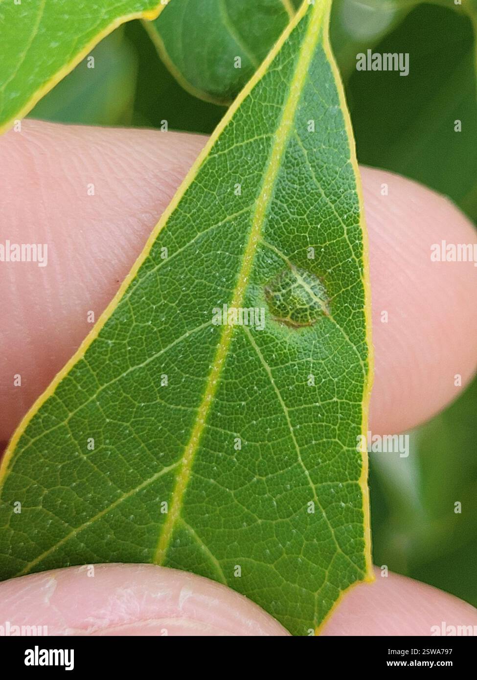 Gall Wasps (Cynipidae), Insecta, Ohio, US, No cell or webbing inside ...