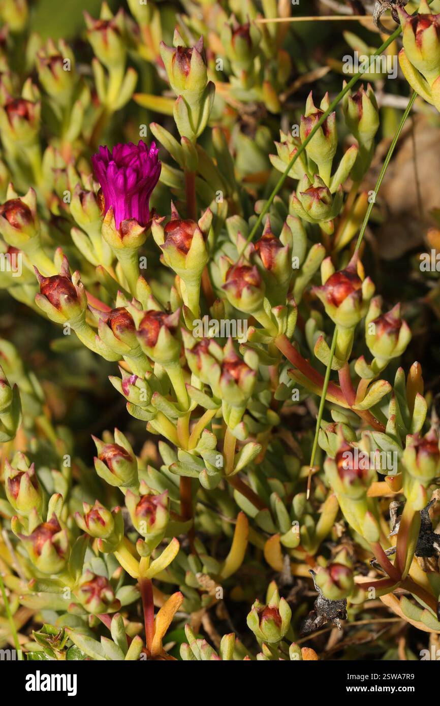 Clusterleaf Brightfig (Lampranthus emarginatus), Plantae, A545, West ...
