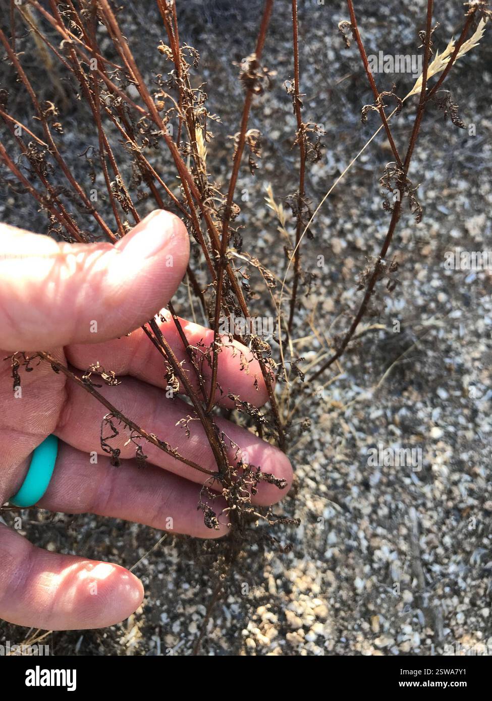 stinknet (Oncosiphon pilulifer), Plantae, Box Springs Mountain Reserve ...