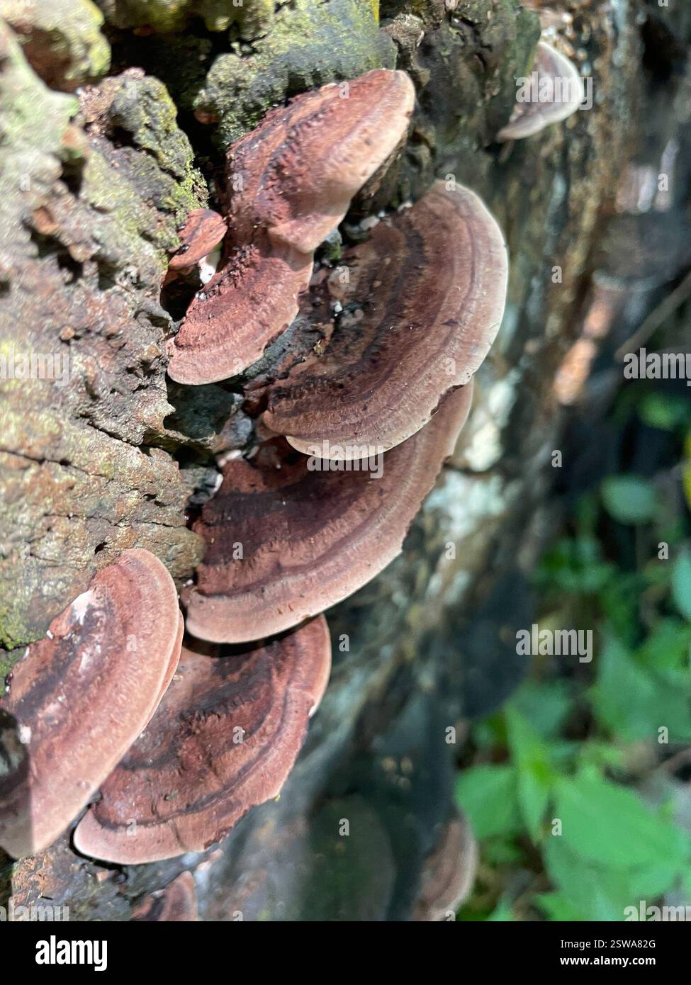 shelf fungi (Polyporales), Fungi, Pahala, HI 96777, USA Stock Photo - Alamy