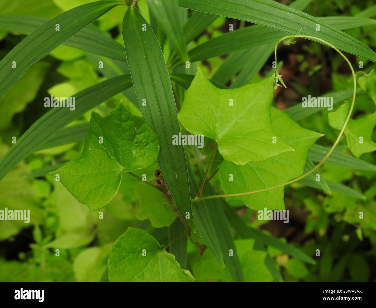 moonseed (Menispermum canadense), Plantae, Champaign County, OH, USA ...