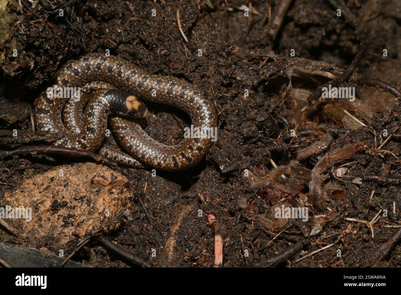 South African Shovel-snout (Prosymna sundevalli), Reptilia, 97 Hoek ...