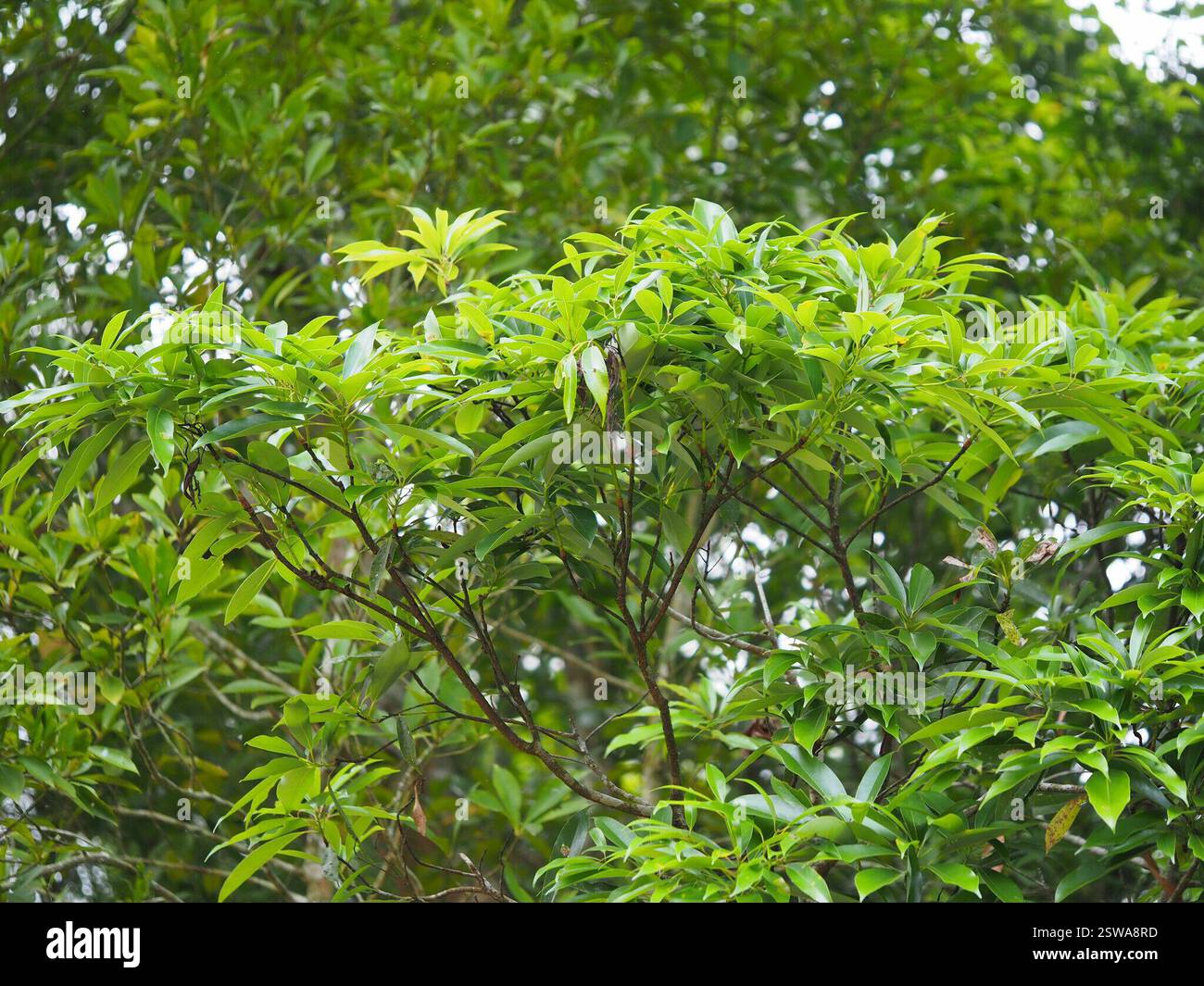 Red Machilus (Machilus thunbergii), Plantae, 台灣新北市 Stock Photo - Alamy