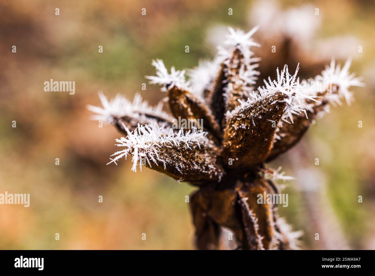 Dry seed pod covered with delicate frost spikes on blurred greenish ...