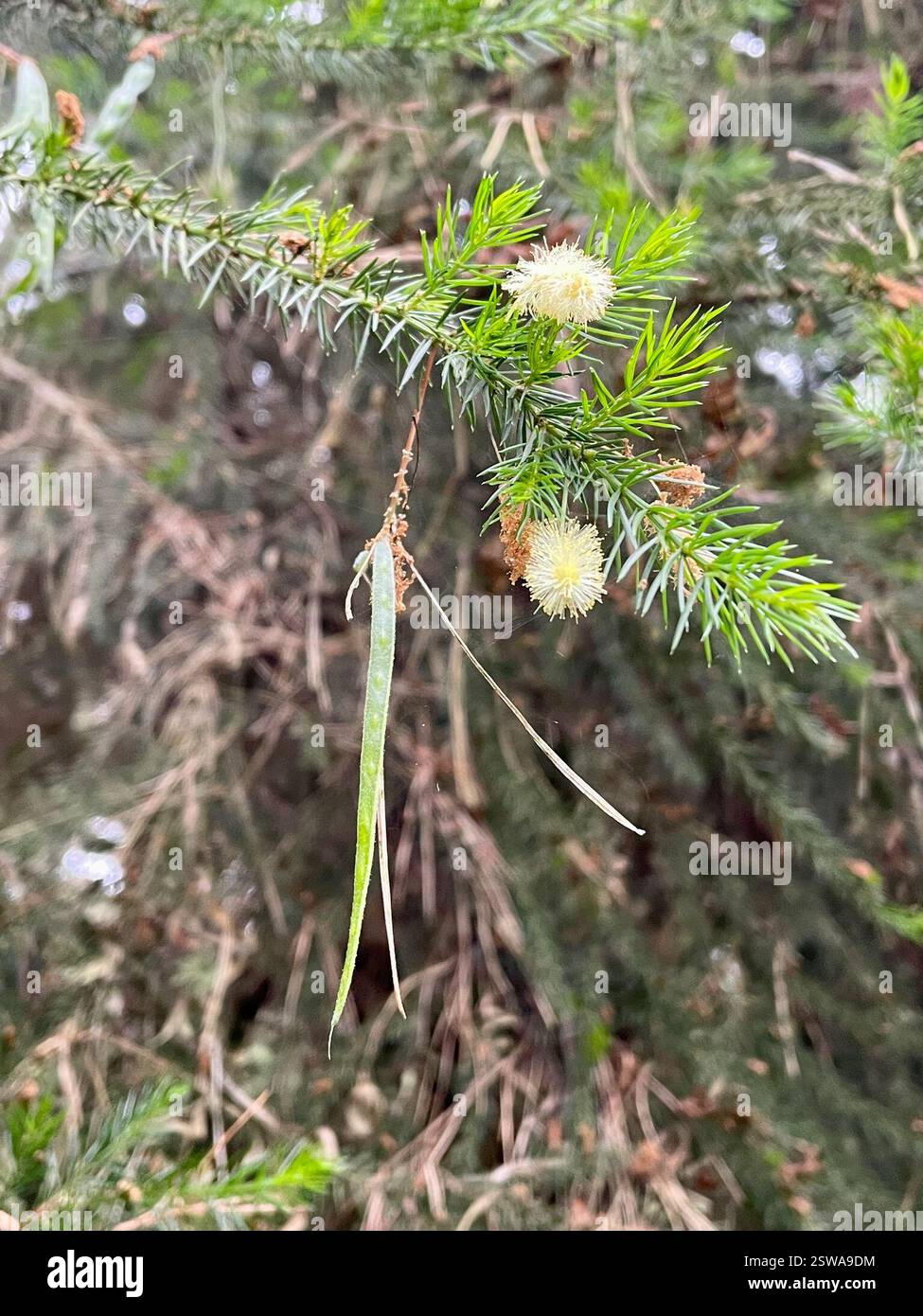 Prickly moses (Acacia verticillata), Plantae, Pebble Beach, CA, US ...