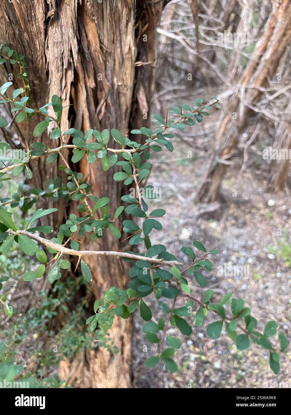 Prickly Currant-Bush (Coprosma quadrifida), Plantae, Wilsons Promontory ...