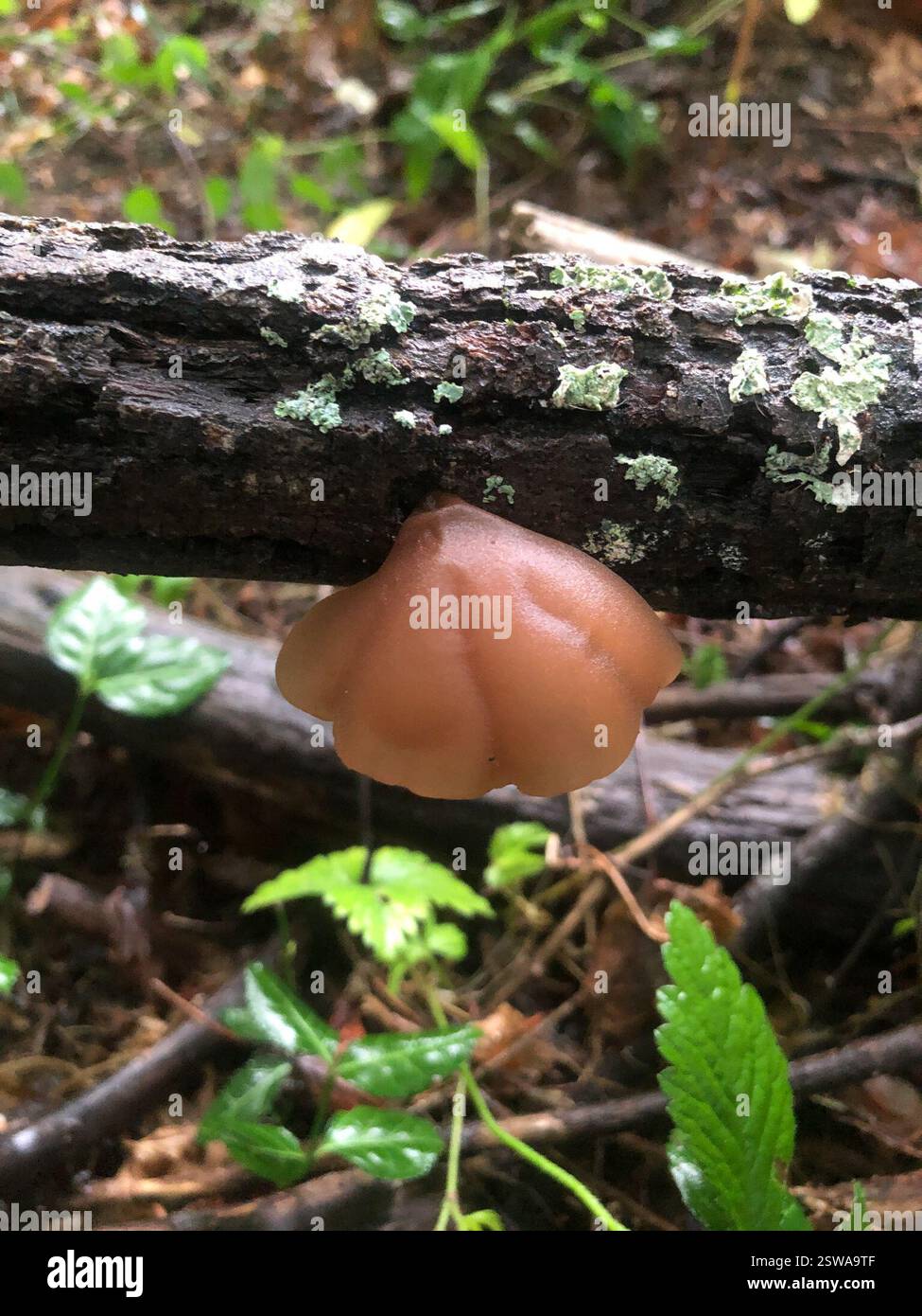 Jelly Tree Ear (Auricularia americana), Fungi, Silver Spring, MD, USA ...