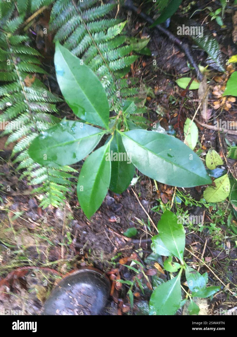 tree privet (Ligustrum lucidum), Plantae, Kauri Park neighbourhood ...
