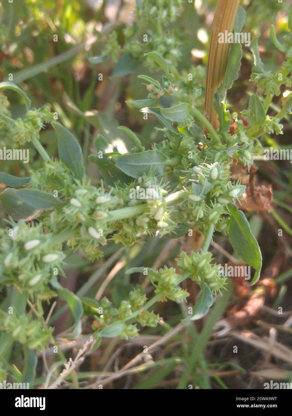 fiddle dock (Rumex pulcher), Plantae, Lake Terrace - Oaks, New Orleans ...
