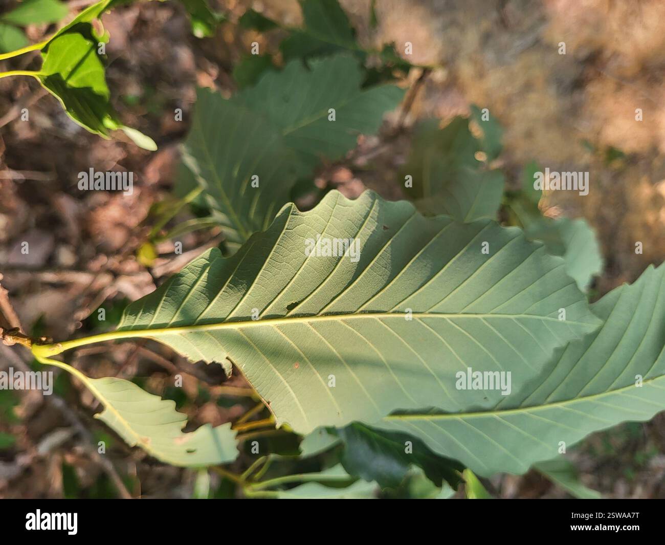 Oak Rough Bulletgall Wasp (Disholcaspis quercusmamma), Insecta, Fox ...