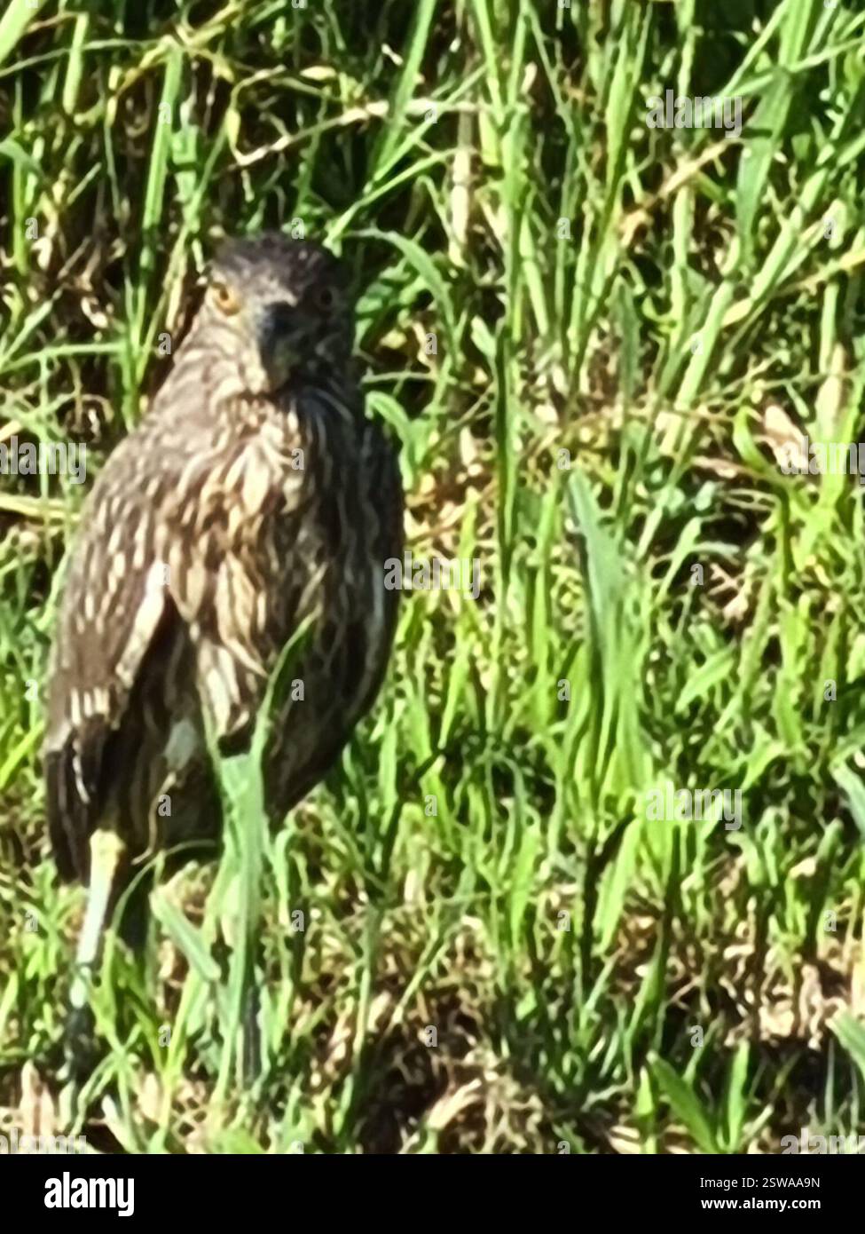 Black-crowned Night Heron (Nycticorax nycticorax), Aves, Rainville ...