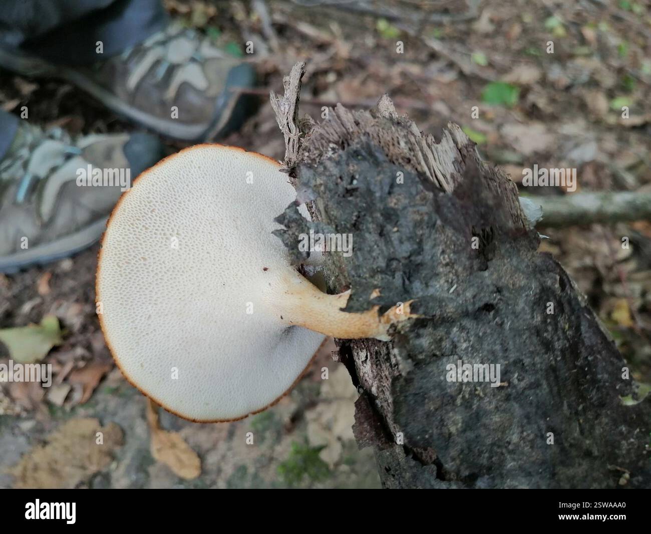 tuberous polypore (Polyporus tuberaster), Fungi, Kisújbánya Stock Photo ...